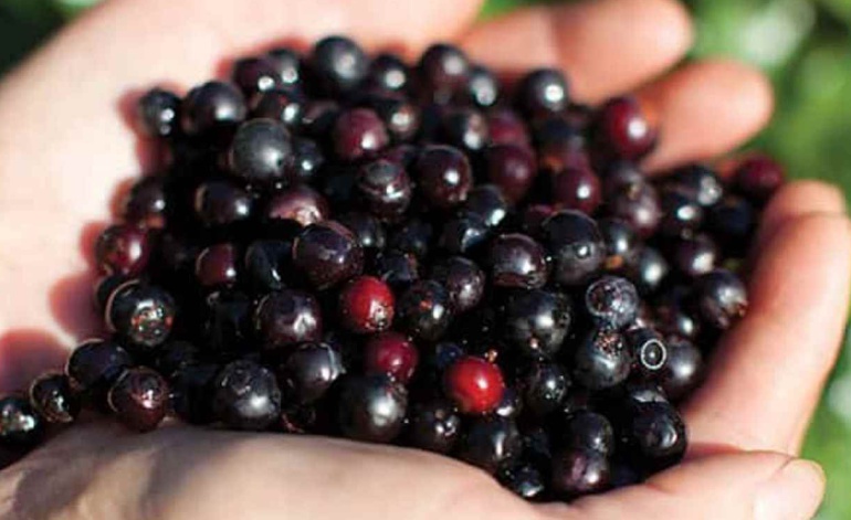 La revolucionara innovación para la conservación del agraz que ...